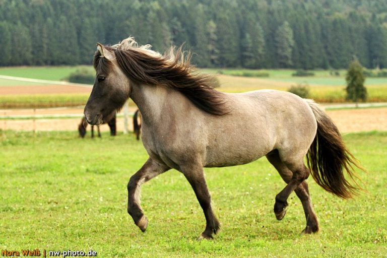 Nachzucht – Islandpferde vom Grafenbuch