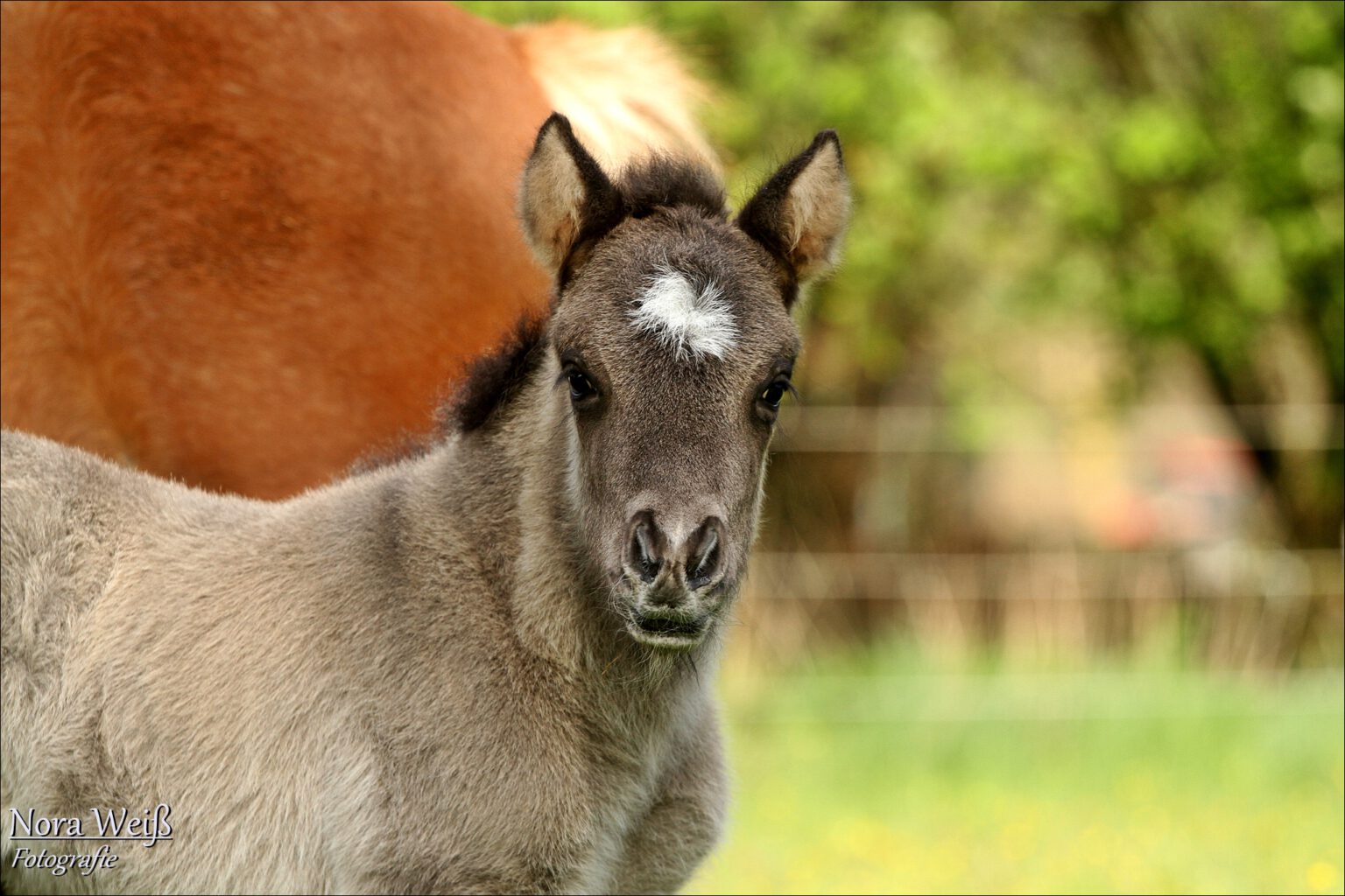 Nachzucht – Islandpferde vom Grafenbuch
